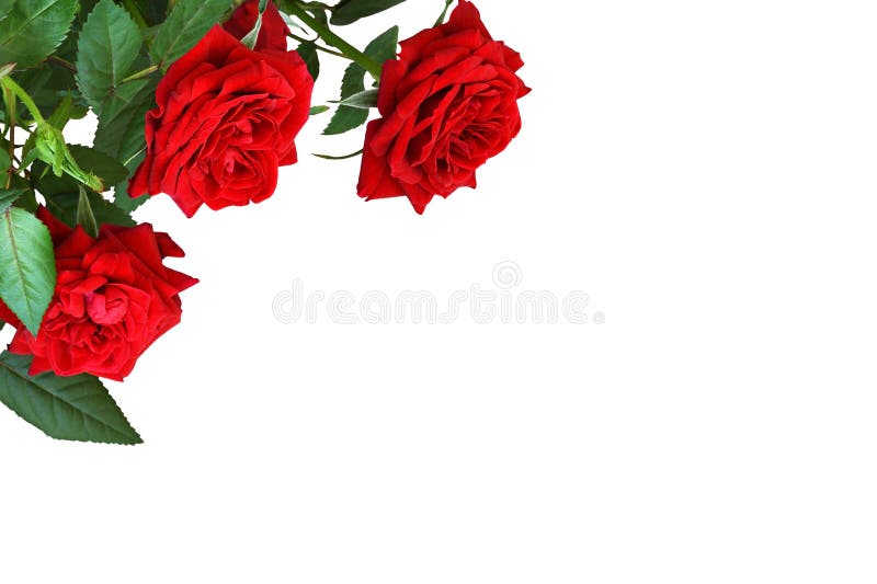 Red Rose Flowers in a Corner Composition Isolated on White Stock Image ...
