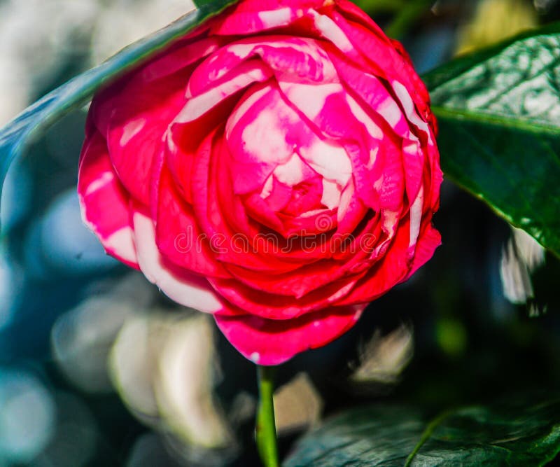 Red Rose. Flowers in the Forest Stock Photo - Image of rose, flowers ...