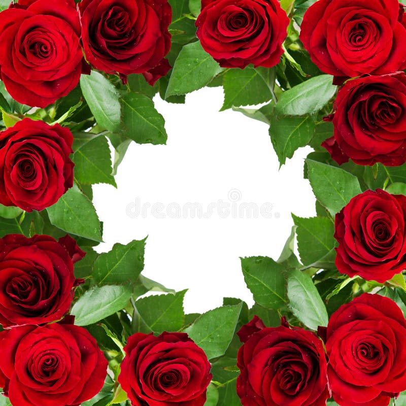 Red rose flowers frame stock photo. Image of love, festive - 94636684