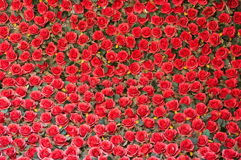 Red rose flowers. stock image. Image of background, isolated - 89258867