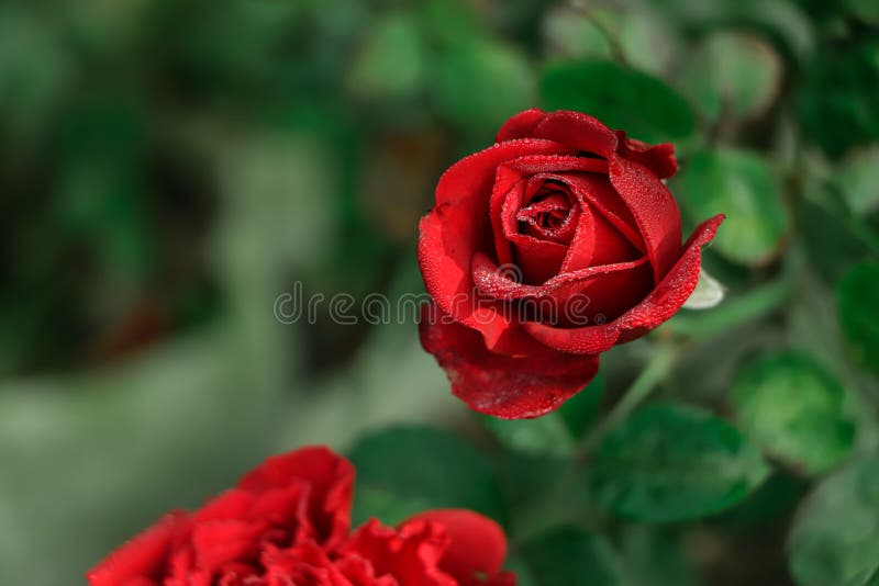Blinking Rose Stock Photos - Free & Royalty-Free Stock Photos from ...