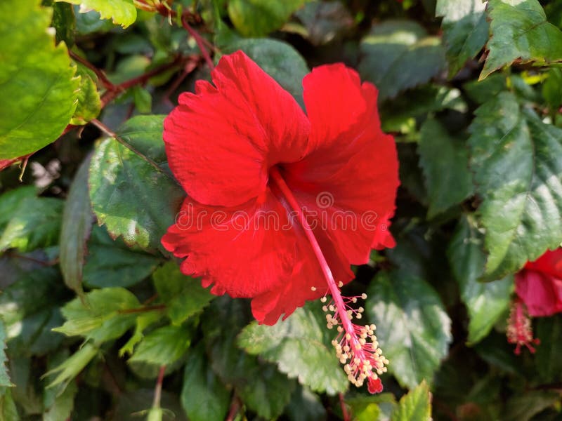 Red Flowers Green Plants Rose Flowers Stock Image - Image of rose ...