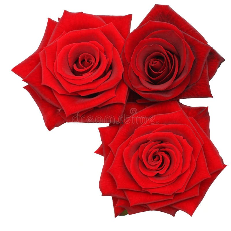 Red Rose flowers Isolated stock photo. Image of rose - 20044472
