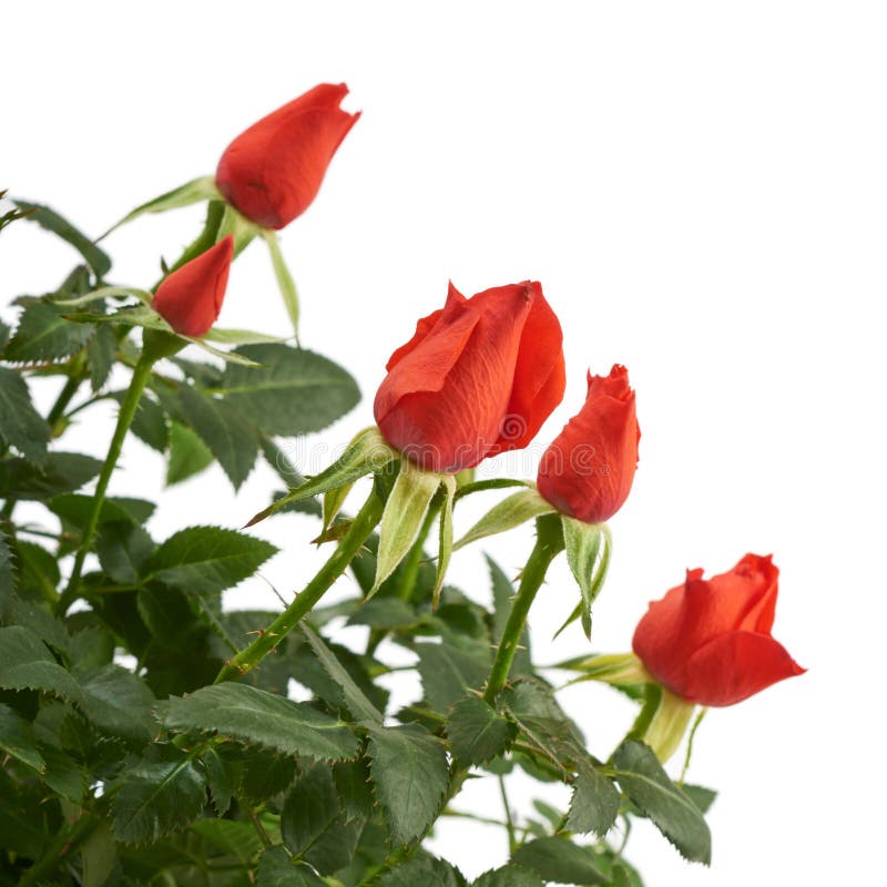 Red Rose Flowers in a Plastic Pot Stock Image - Image of flower, leaf ...