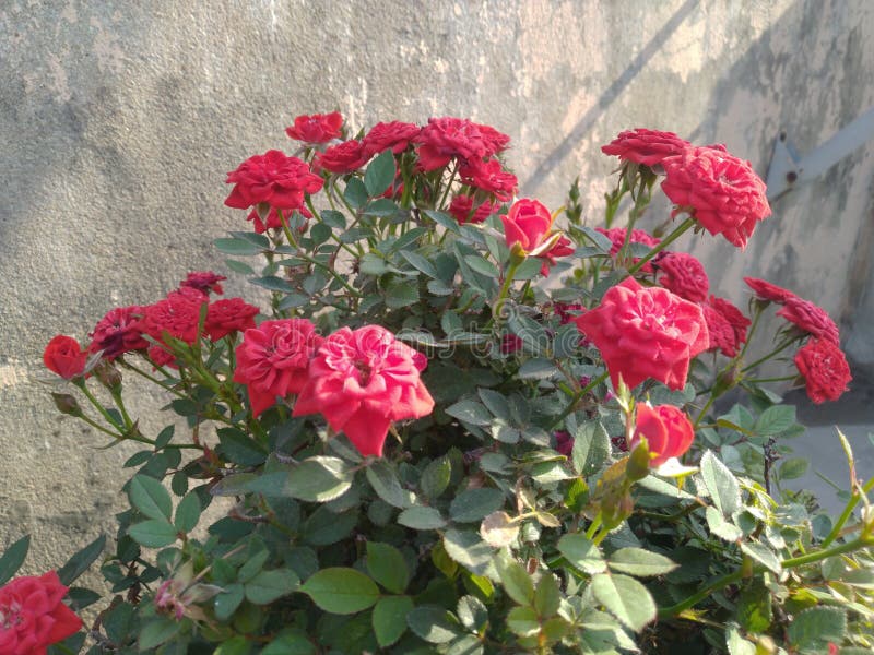 Red Rose Flowers stock image. Image of shrub, peony - 211604263
