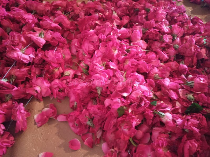 Red Rose Flowers Roses Gulab Stock Photo - Image of gulab, roses: 220490964