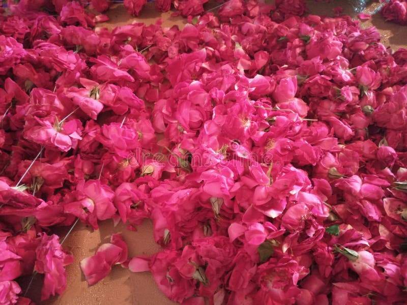 Red Rose Flowers Roses Gulab Stock Photo - Image of petal, tree: 220491070