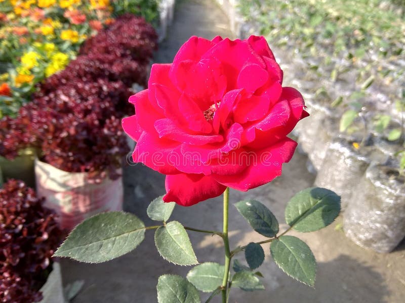 Red rose stock photo. Image of beauty, nature, rose - 110748424