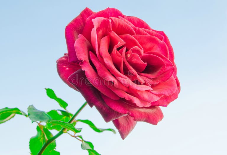 Rose Follower Stock Photos - Free & Royalty-Free Stock Photos from ...