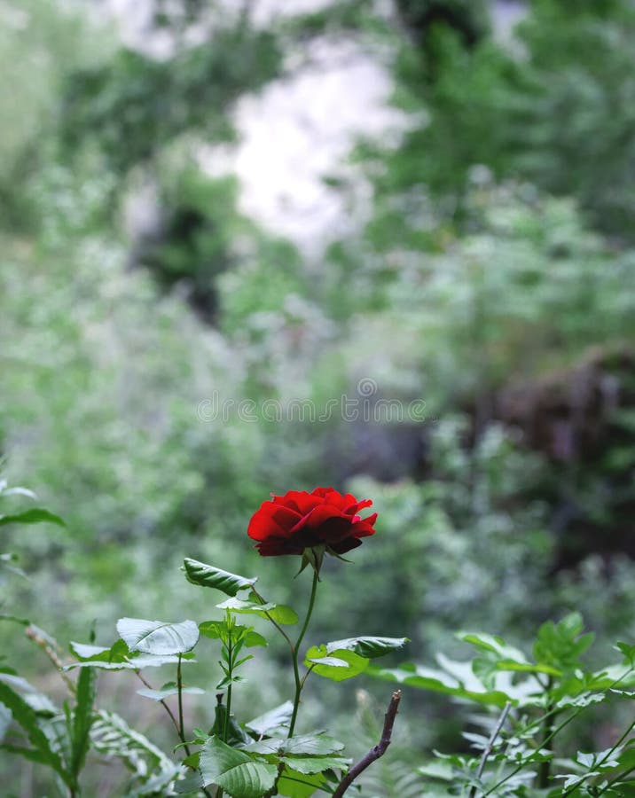 Red Rose in Forest, Background Stock Image - Image of bright, branches ...