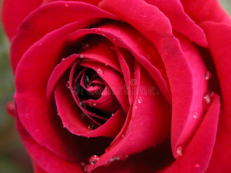 Red Rose Form Japanese Camellia Flower Stock Image - Image of theaceae ...