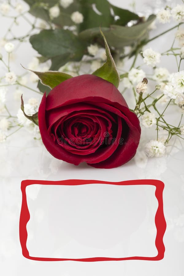 A Red Rose and Frame on White Stock Photo - Image of single, natural ...