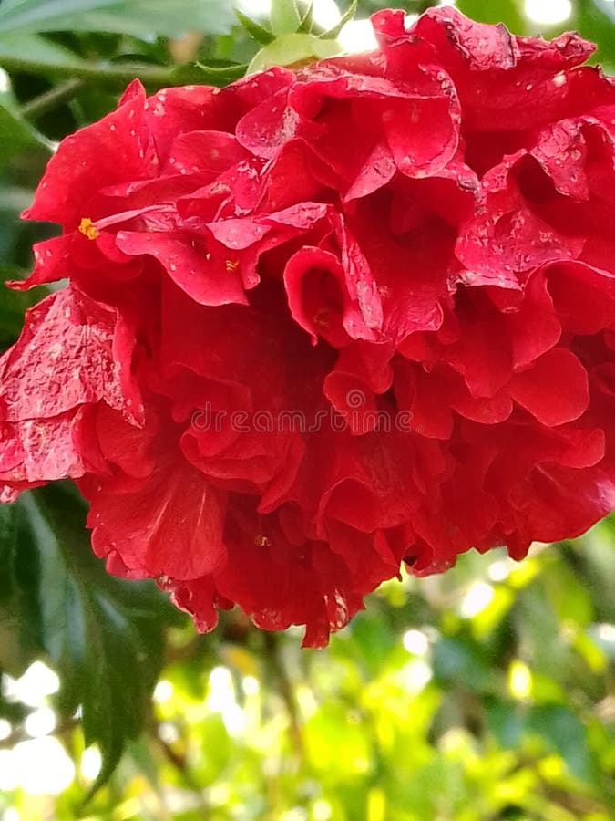 Red Rose Fresh after Rain Fall Stock Image - Image of fall, rose: 324282319