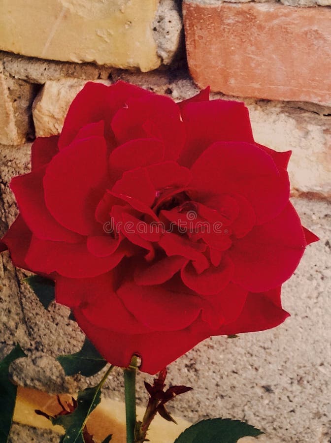 Red Rose stock image. Image of flower, plant, rose, brickwall - 98252275