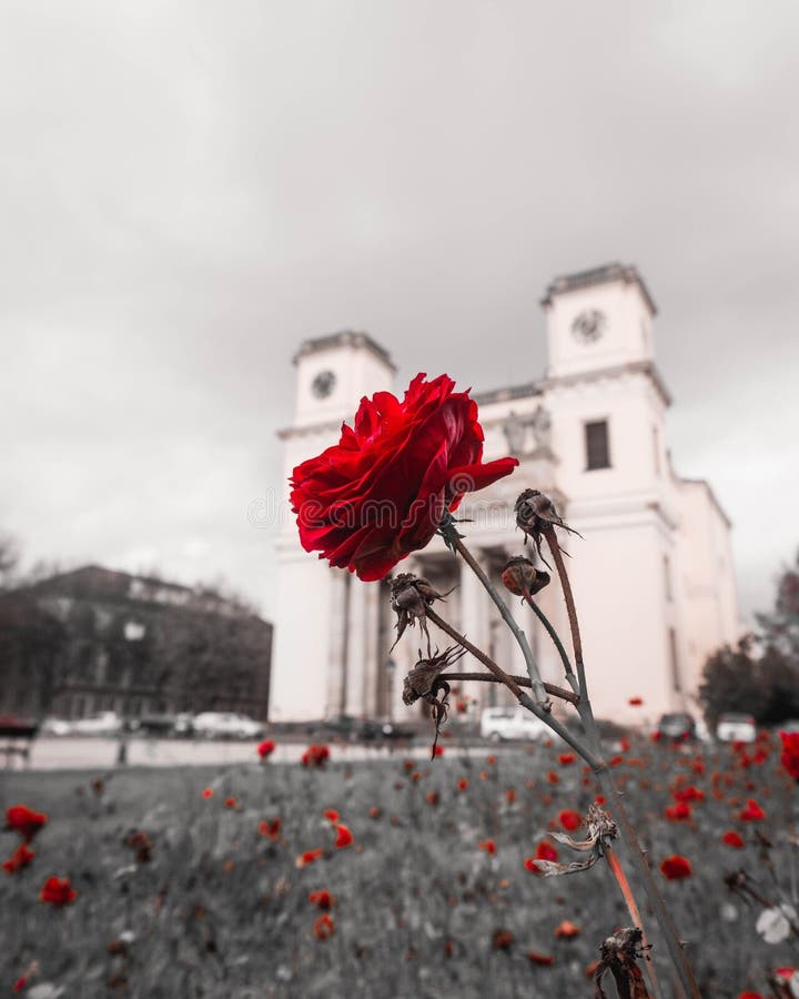 Red Rose in Front of the Old Churc Stock Photo - Image of cathedral ...