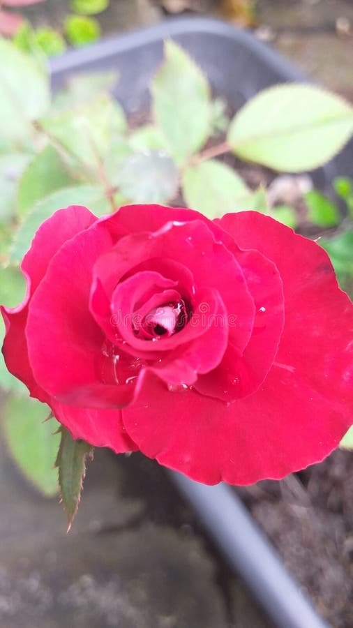 Red Rose on the Front Garden Stock Image - Image of rose, shrub: 210283885