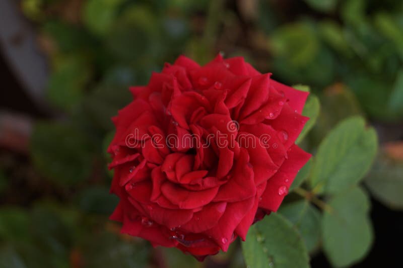 Red Rose in Front of a Green Bush with Water Drops Stock Image - Image ...