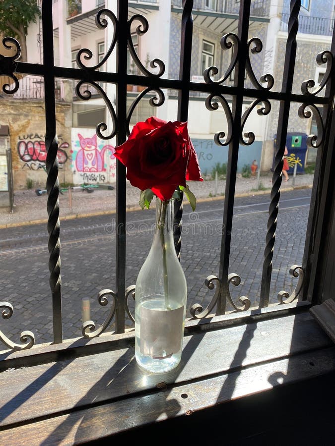 Red Rose in Front of a Railing in Lisbon, Portuga Stock Photo - Image ...