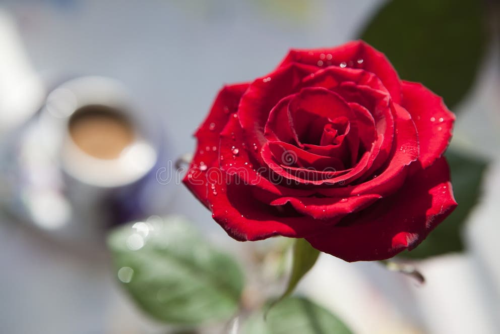 Red rose Front View stock photo. Image of morning, beams - 19167458