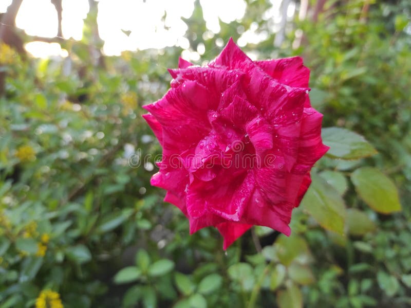 Red rose on the front yard stock photo. Image of peony - 262999200