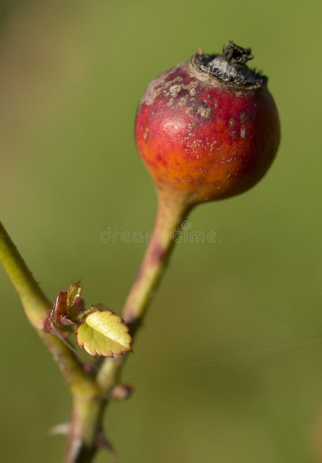 Red rose fruit closeup stock photo. Image of flower, plant - 24014228