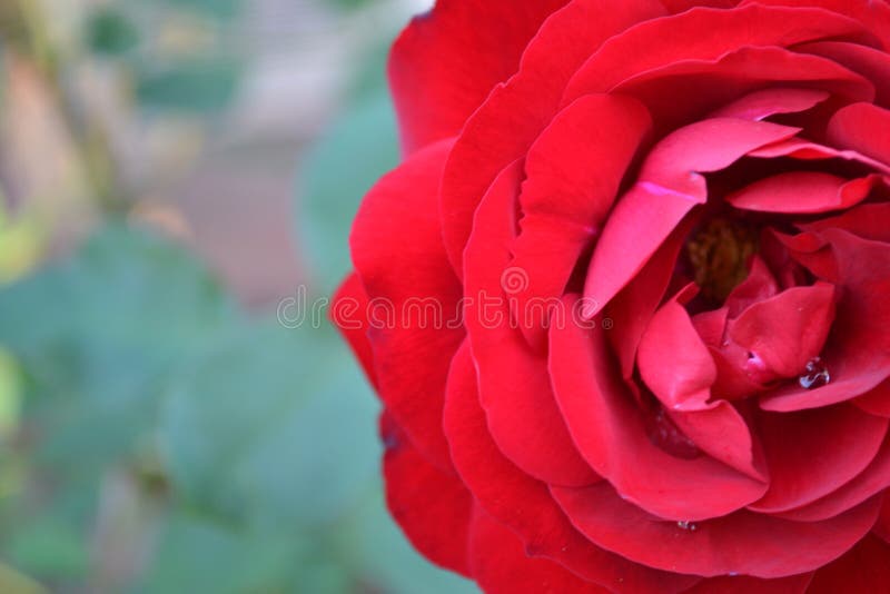 Red Rose in full bloom stock image. Image of flora, melbourne - 107164561