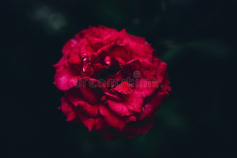 Red Rose in Full Bloom at the End of Summer Stock Photo - Image of ...