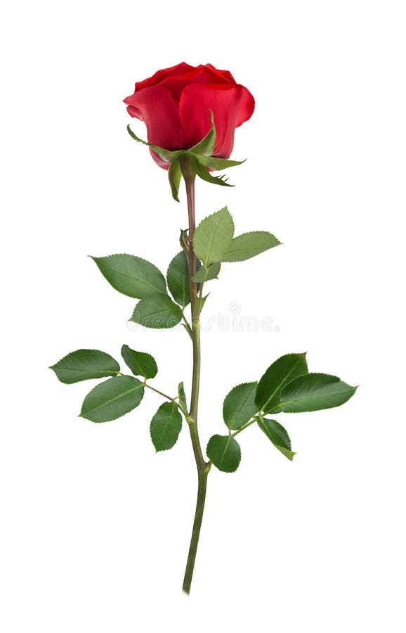 Red Rose in Full Depth of Field. Detailed Retouch. Stock Image - Image ...
