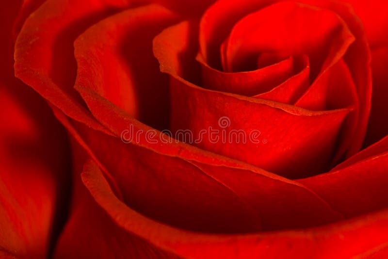 Red Rose stock photo. Image of petal, copy, beautiful - 36000832