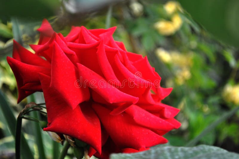 Red rose full sun stock image. Image of beauty, love - 91112907
