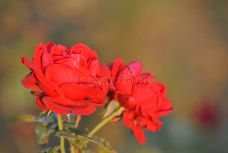 Red Rose with Full Sunlight Stock Photo - Image of greeting, garden ...