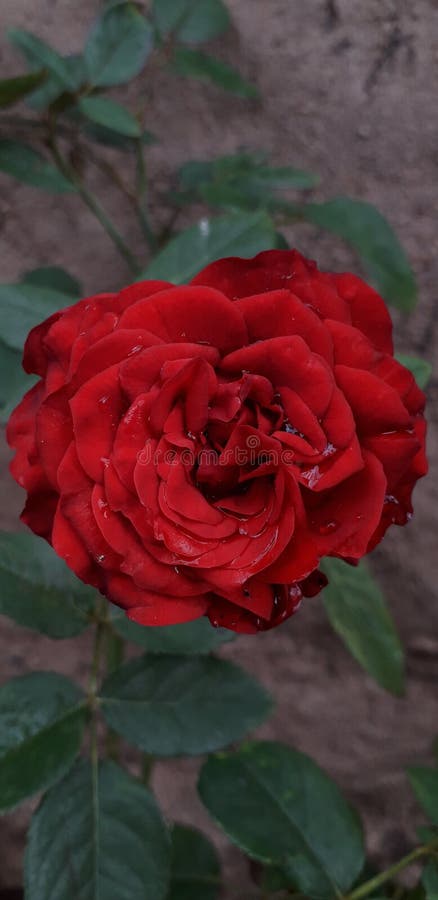 Red Rose Fullscreen Wallpaper Stock Photo - Image of fullscreen ...