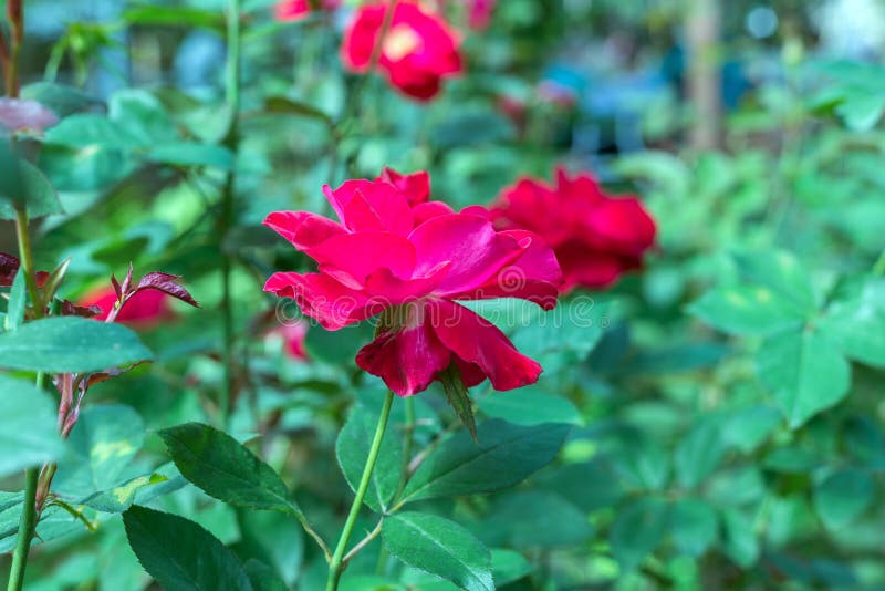 Red rose in the garden stock image. Image of spring - 107268585