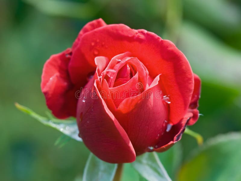 Red rose in the garden stock photo. Image of green, single - 19188996