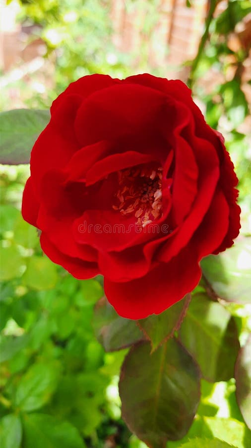 Red rose in the garden stock image. Image of leaf, blossom - 205119457