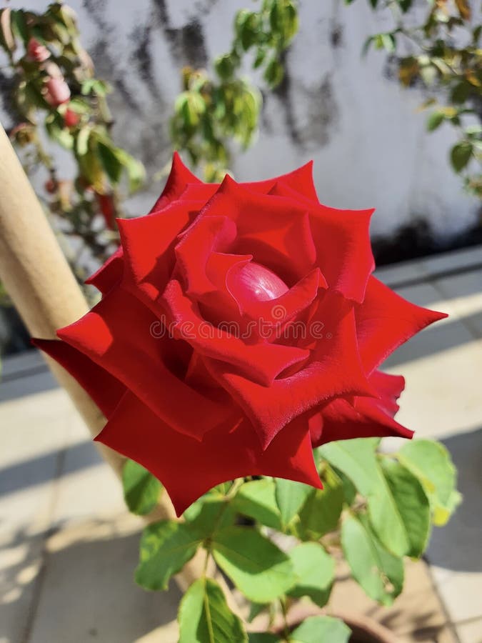 Red rose stock photo. Image of bouquet, flower, garden - 263925430