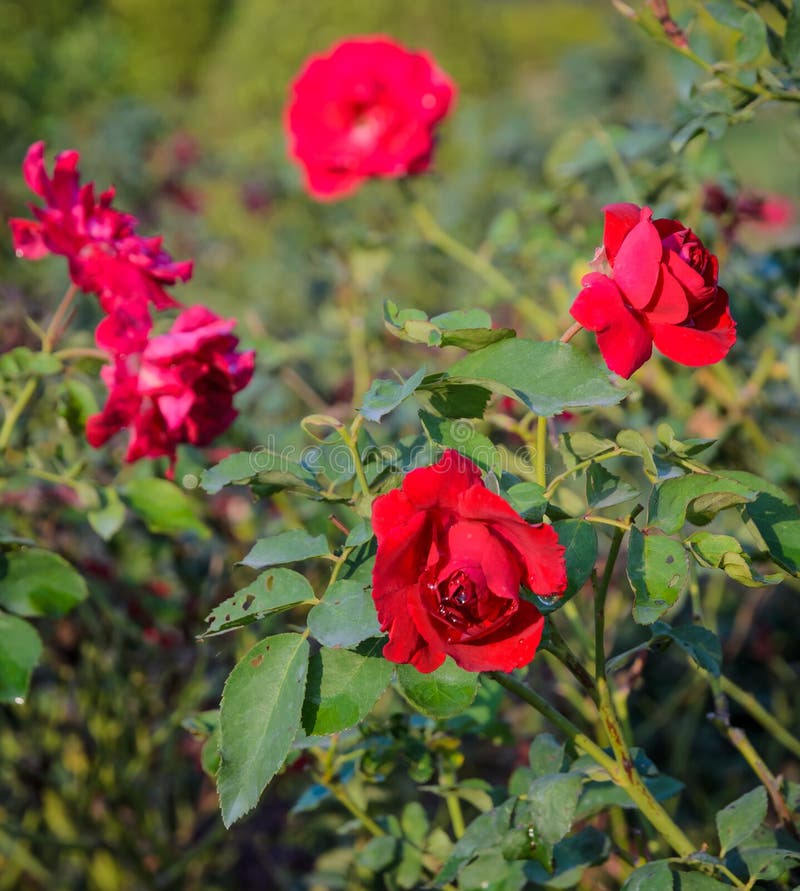 Red rose garden stock photo. Image of flora, blossom - 37632598