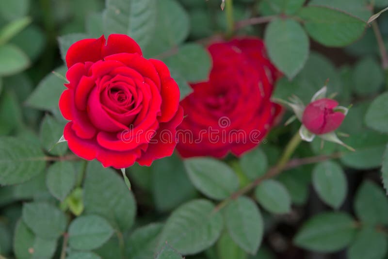 Red rose in garden stock image. Image of rose, passion - 92663495