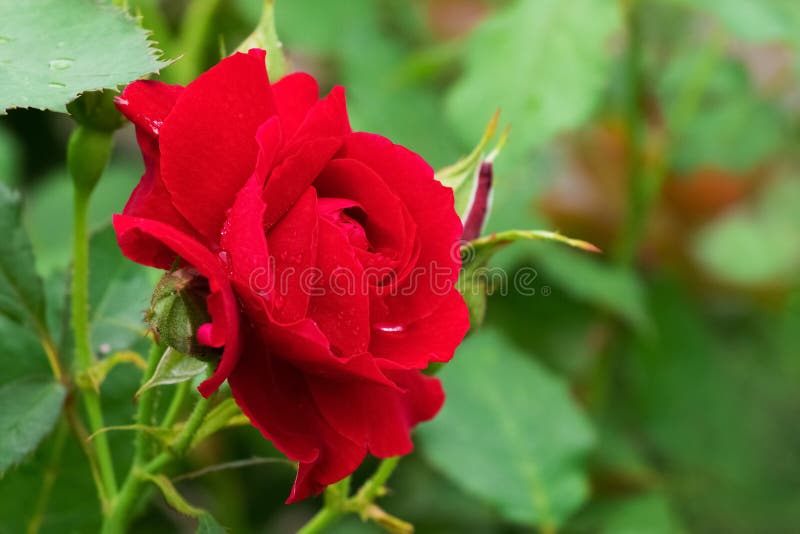 Red Rose in the Garden Close Up Stock Photo - Image of gardening, love ...
