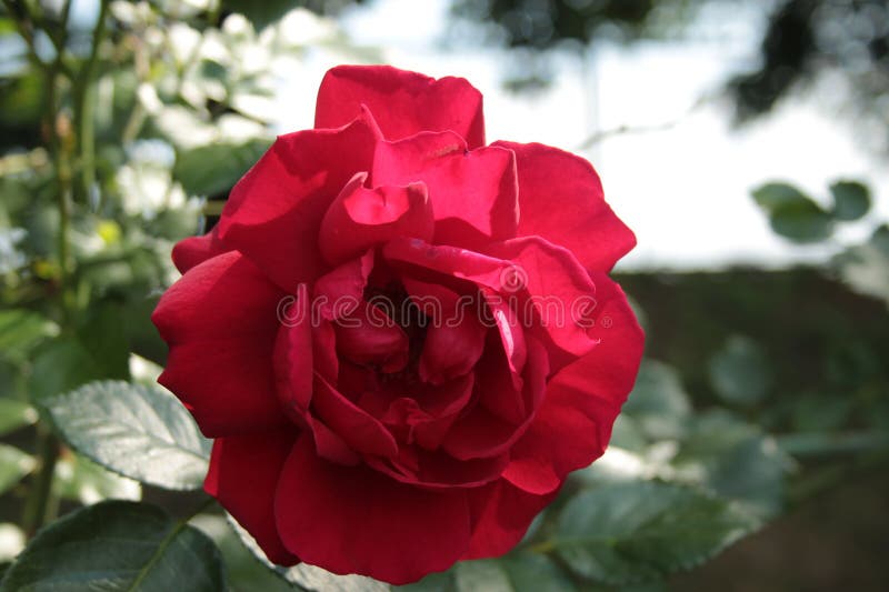 Red Rose in the Garden Deep Red Colored Stock Image - Image of ...