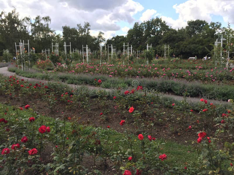 Red rose garden editorial photo. Image of scent, roses - 76482796