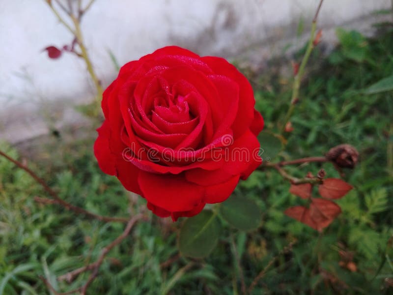 Red Rose in garden stock photo. Image of rose, grass - 236230140