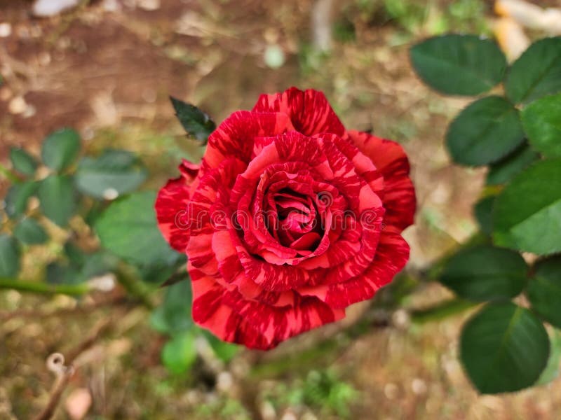 Red rose in garden stock photo. Image of garden, petal - 259949654