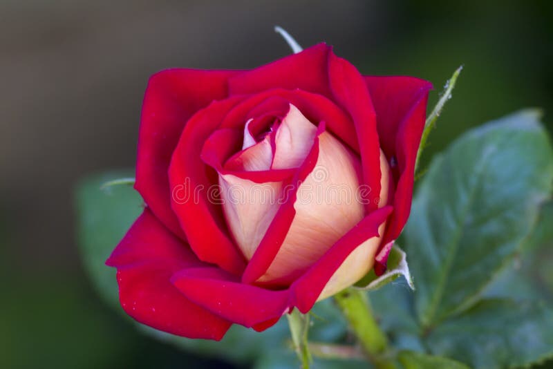 Red rose in the garden. stock image. Image of grows - 149659371
