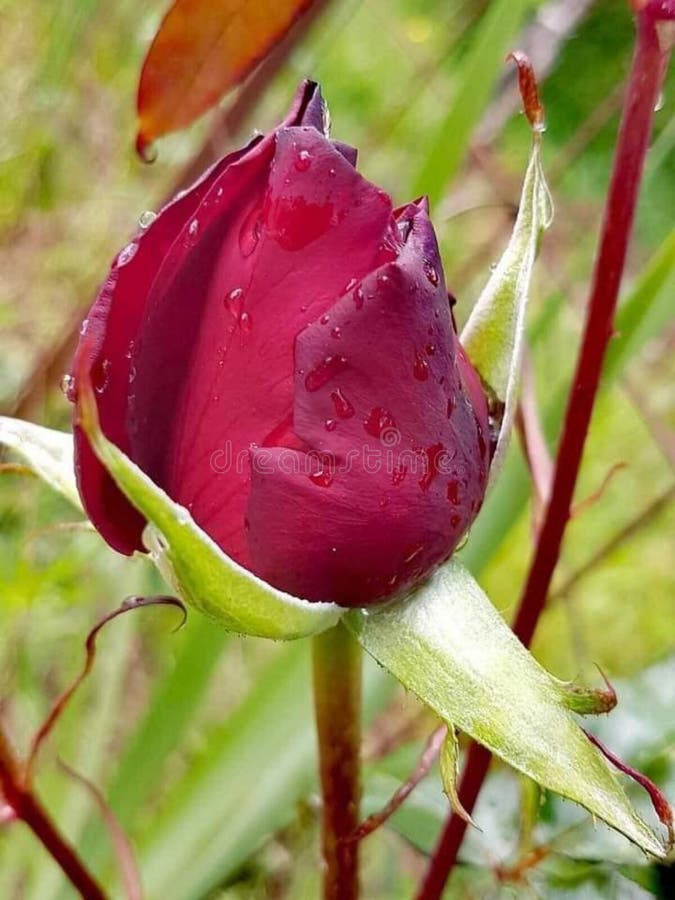 Red Rose in the Garden Half Open Stock Photo - Image of green, garden ...