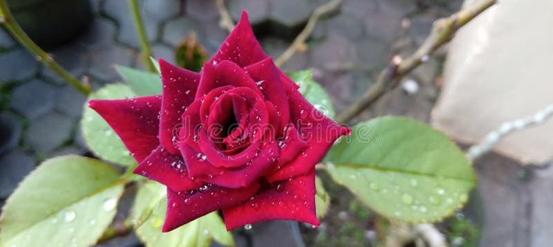 Red Rose on the Garden Infront of My House Stock Photo - Image of plant ...