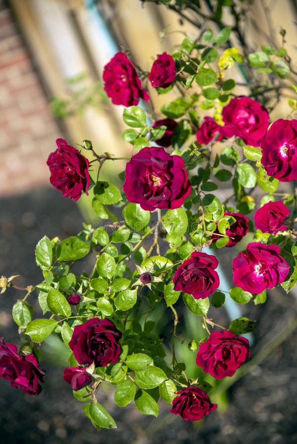 Red rose in the garden stock image. Image of nature - 182999989