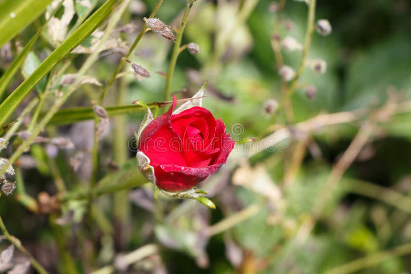 Red rose in a garden stock image. Image of spring, stem - 121440393