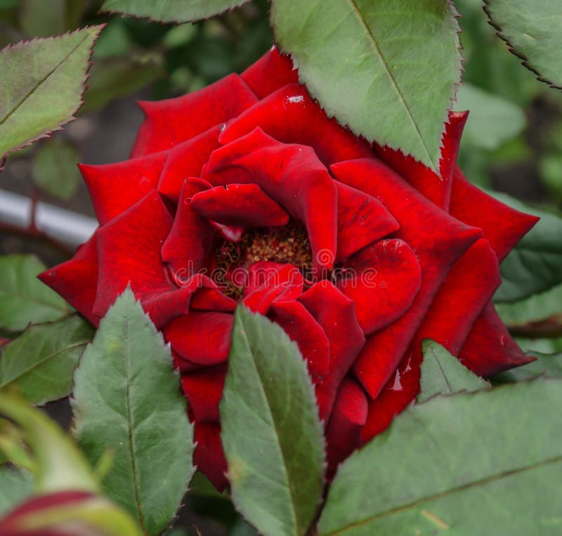 Red rose in the garden stock image. Image of garden - 135179133