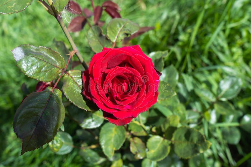 Red Rose in the Garden. Live Rose Stock Photo - Image of rose, drop ...